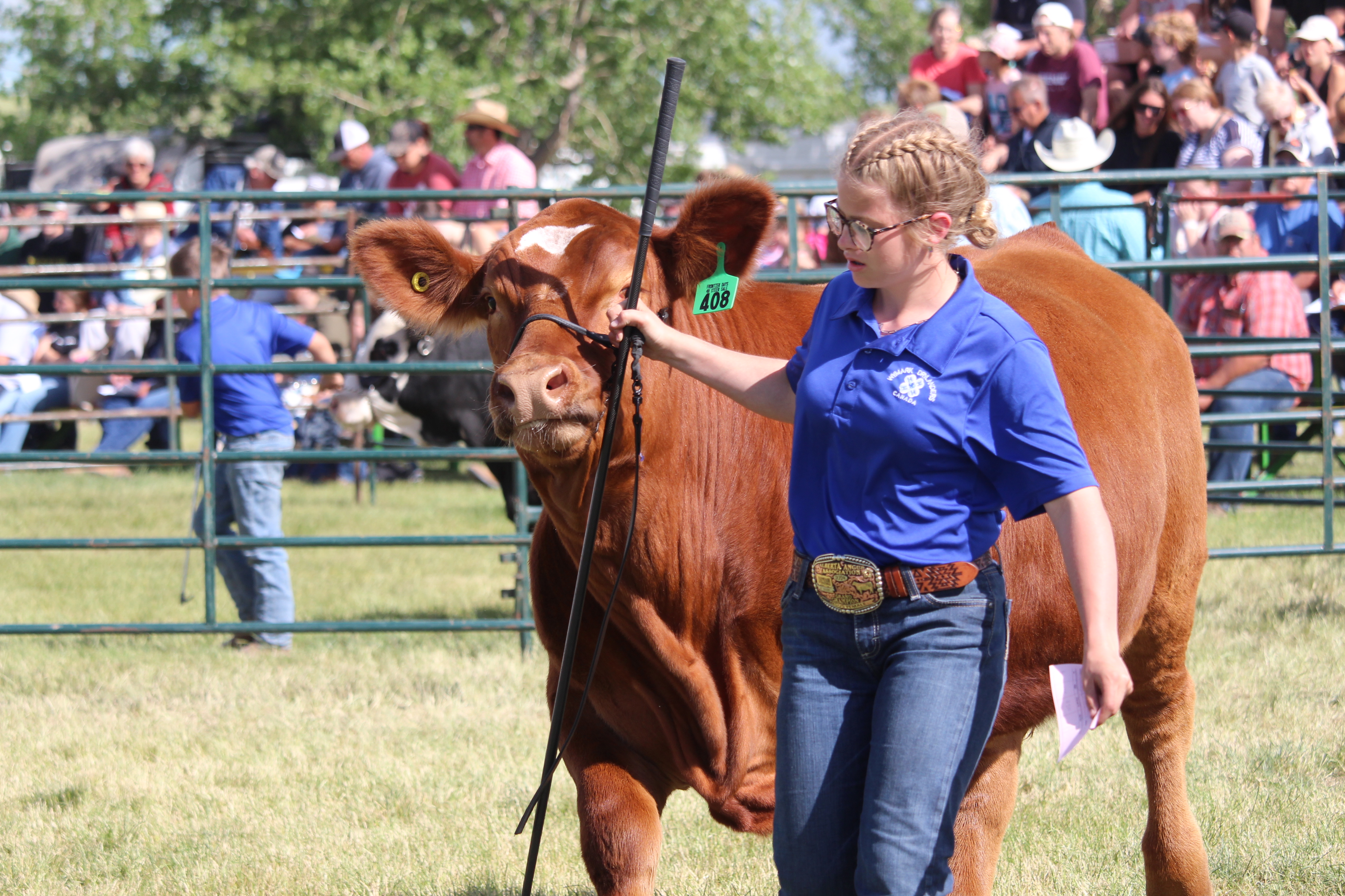 4-H Show & Sale sees $11,000 steer sold locally - SwiftCurrentOnline ...