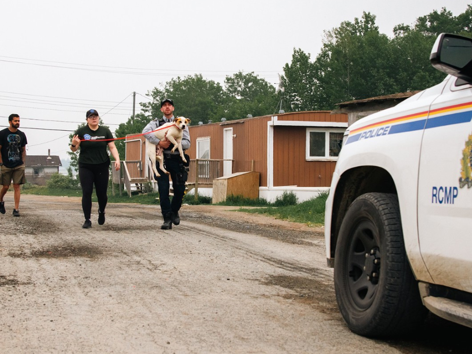 Joint effort saves 75 dogs during Cross Lake wildfire evacuation ...