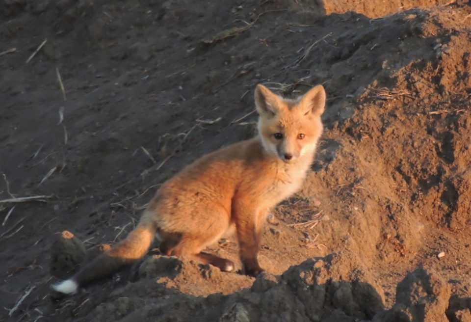 Conservation officer explains risks, consequences of 'helping' young ...