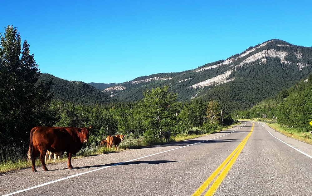 It's the time of year for warm sunshine and cattle drives in the area ...
