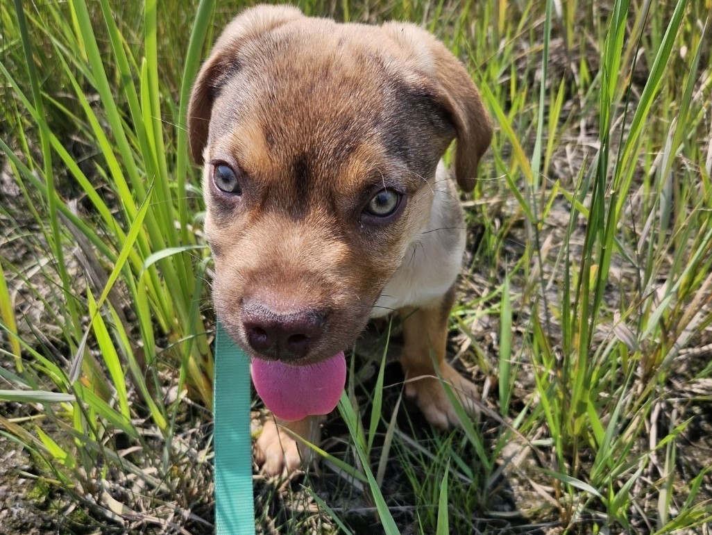 Here’s how to keep your pet cool during the heat wave - OkotoksOnline ...