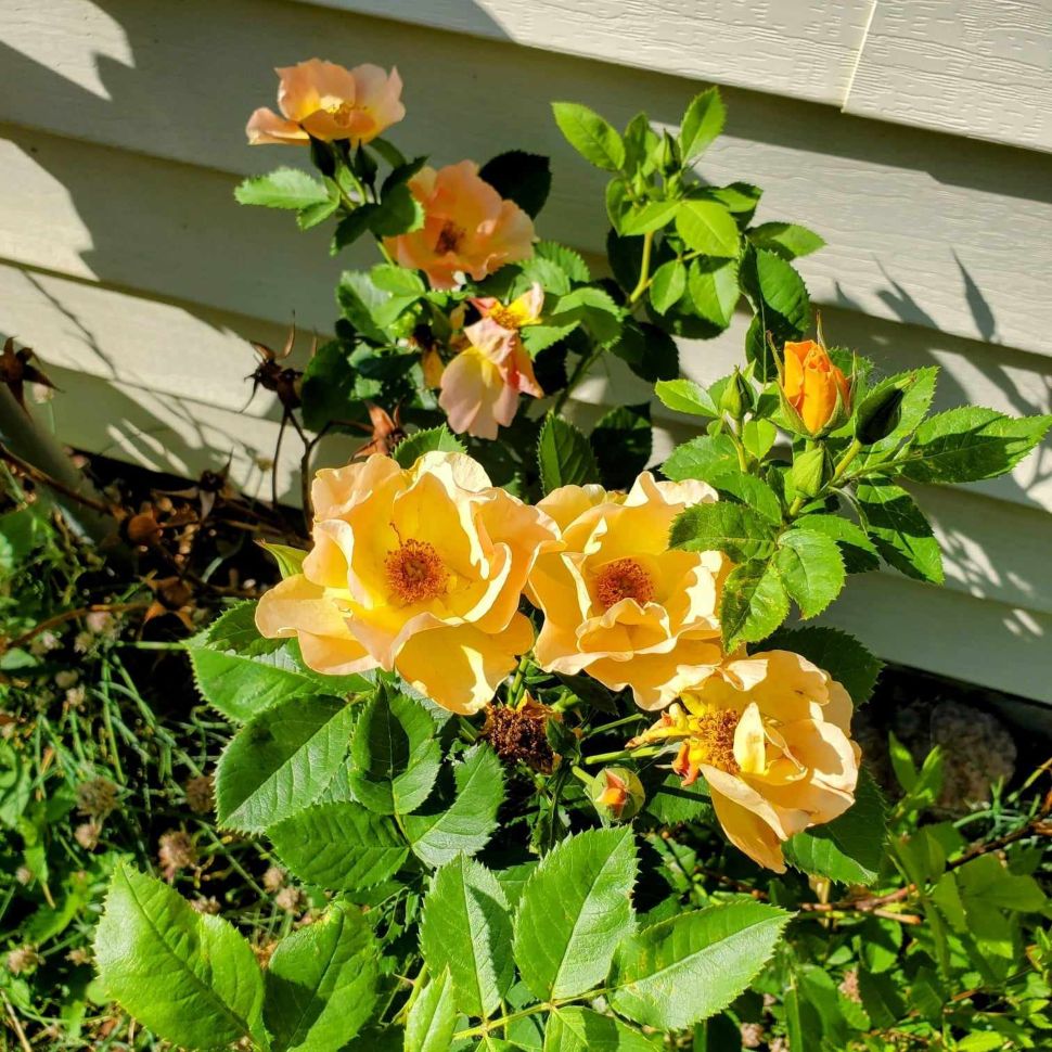 Garden Gab: Proceed with caution in your post-weeding plan ...