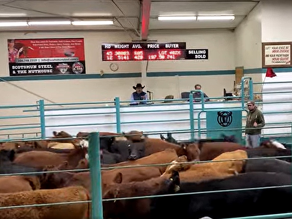 Virden Auction rings in record numbers and rising prices ...