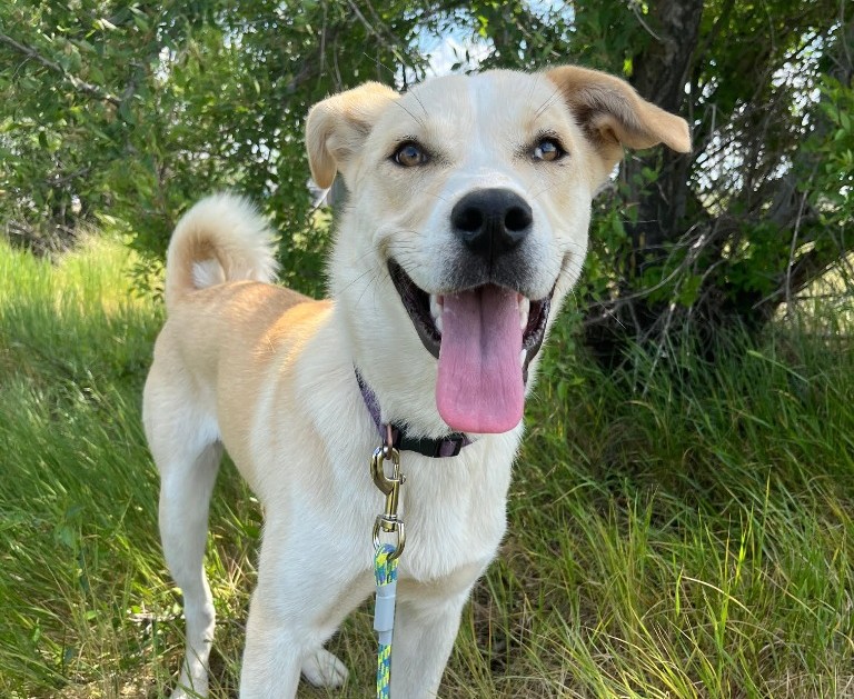 Furry Friend Friday: Pop - SwiftCurrentOnline.com - Local news, Weather ...