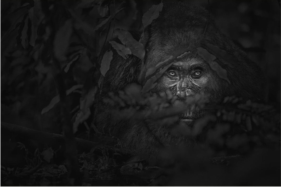 Matechuk earns dual gold in prestigious reFocus black & white contest ...