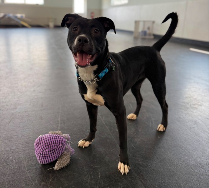 Adorable Adoptables: Big Mac energy in a snack-sized pup - CochraneNow ...