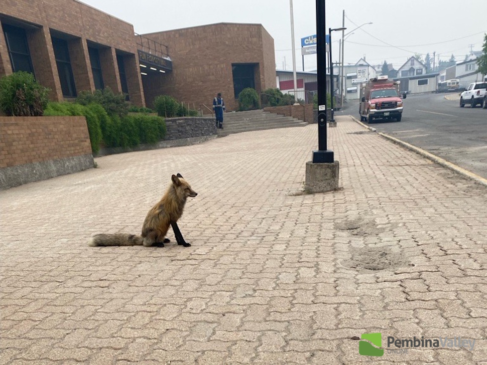 "It's what we do." - Morden Deputy Fire Chief returns from Flin Flon ...