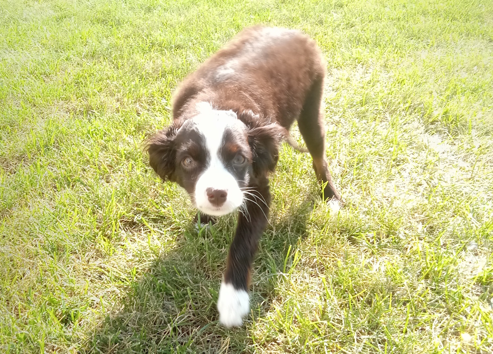 Weed control to temporarily close Ponoka off-leash dog park ...