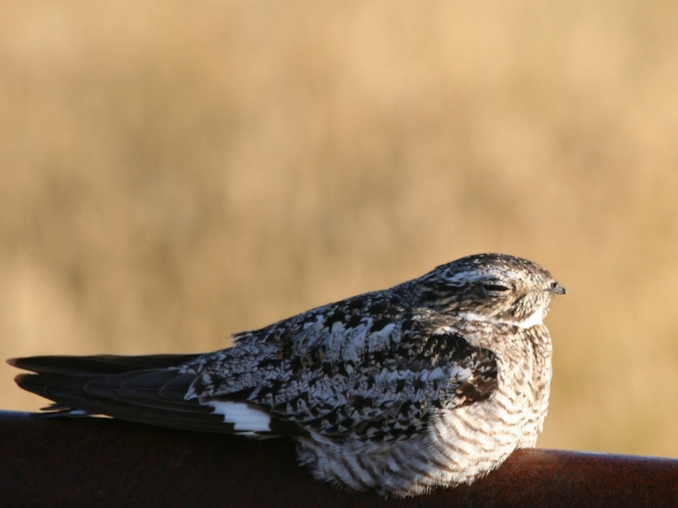 Nature Norm explores conservation photography and Nightjar Survey ...