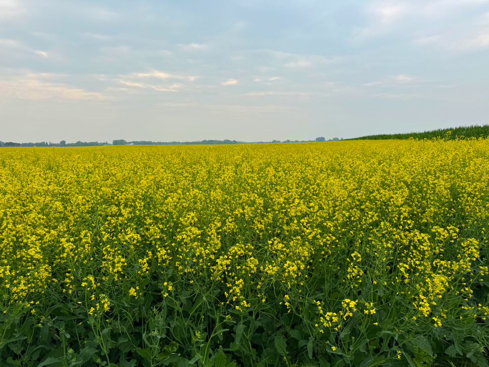 Chinese canola tariffs produce shock for markets, but are likely to ...
