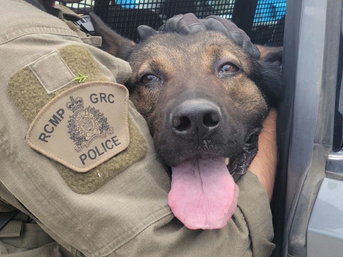 See police dogs in action this Wednesday - CentralAlbertaOnline.com ...
