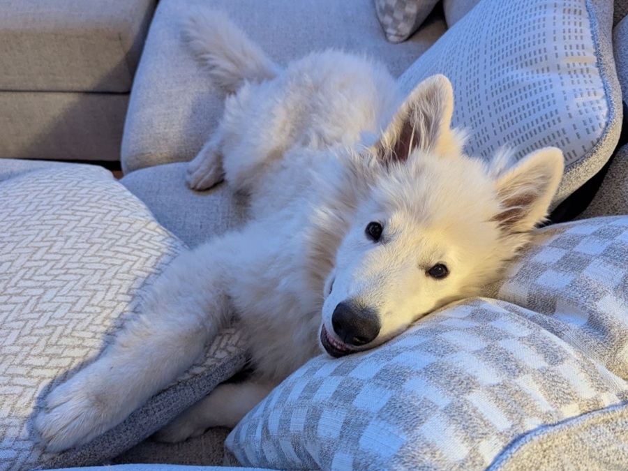 Keeping pets at home and heart: Dynamic Pet Services brings ...