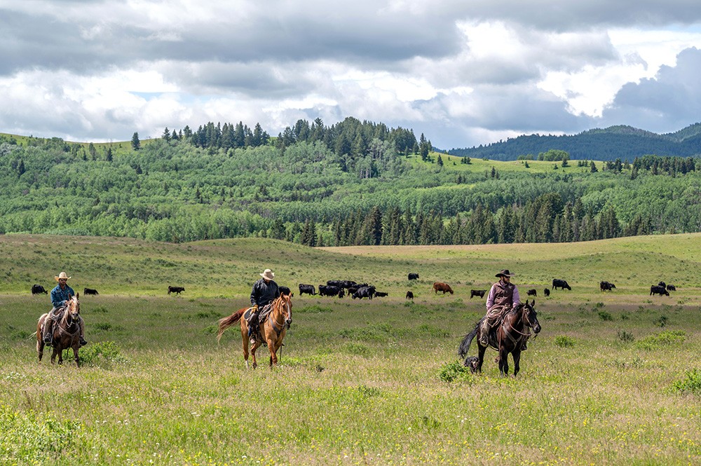 Nature Conservancy Canada trying to conserve the remaining portion of a ...