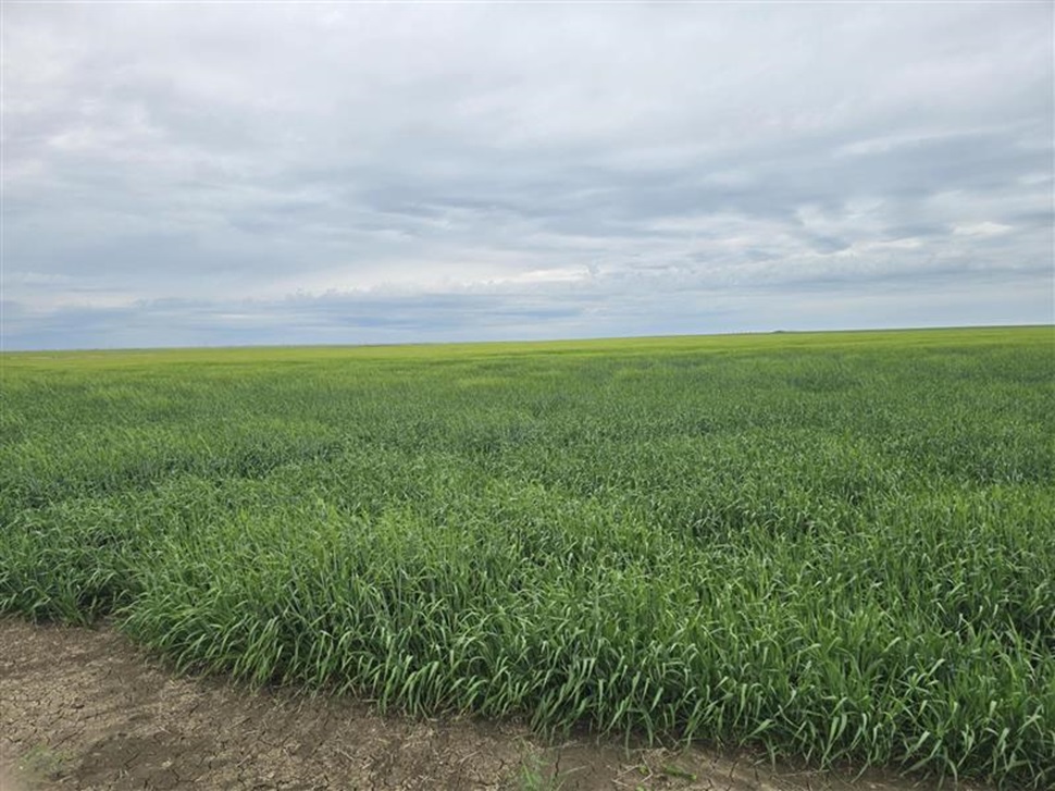 Biotech Week highlights Saskatchewan’s role in global agricultural ...