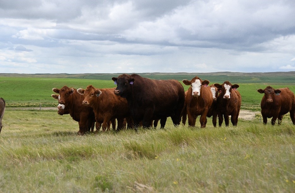 Genetic tools help producers improve replacement heifer selection and ...