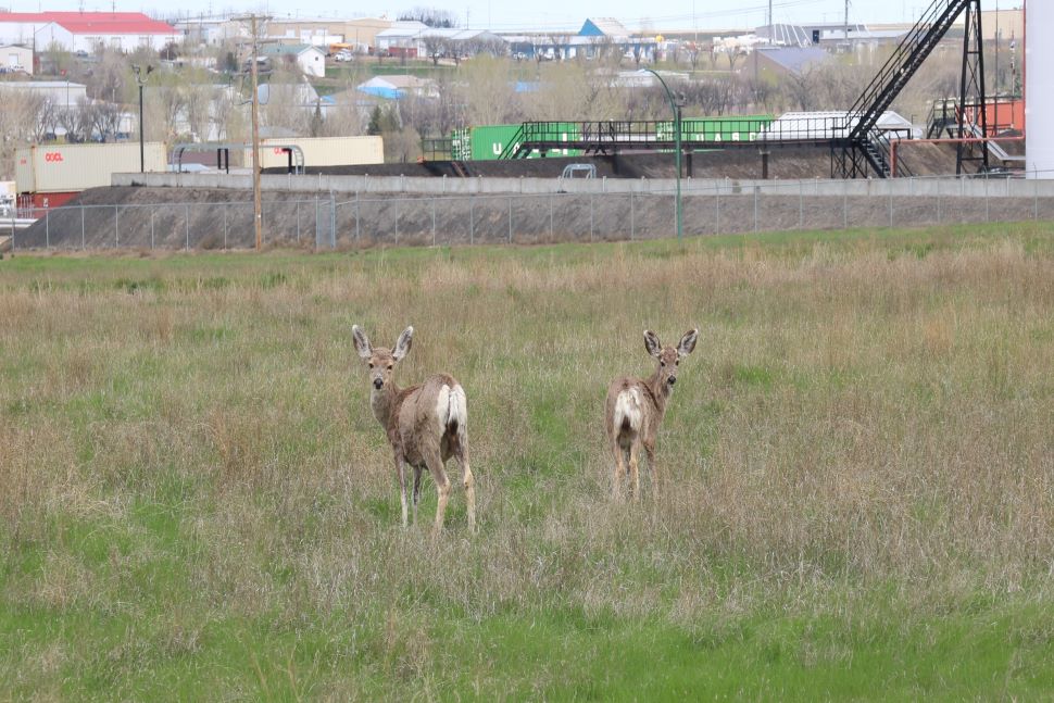 Every hunter's 'best friend': 2025-26 Sask Hunter's Guide now available ...