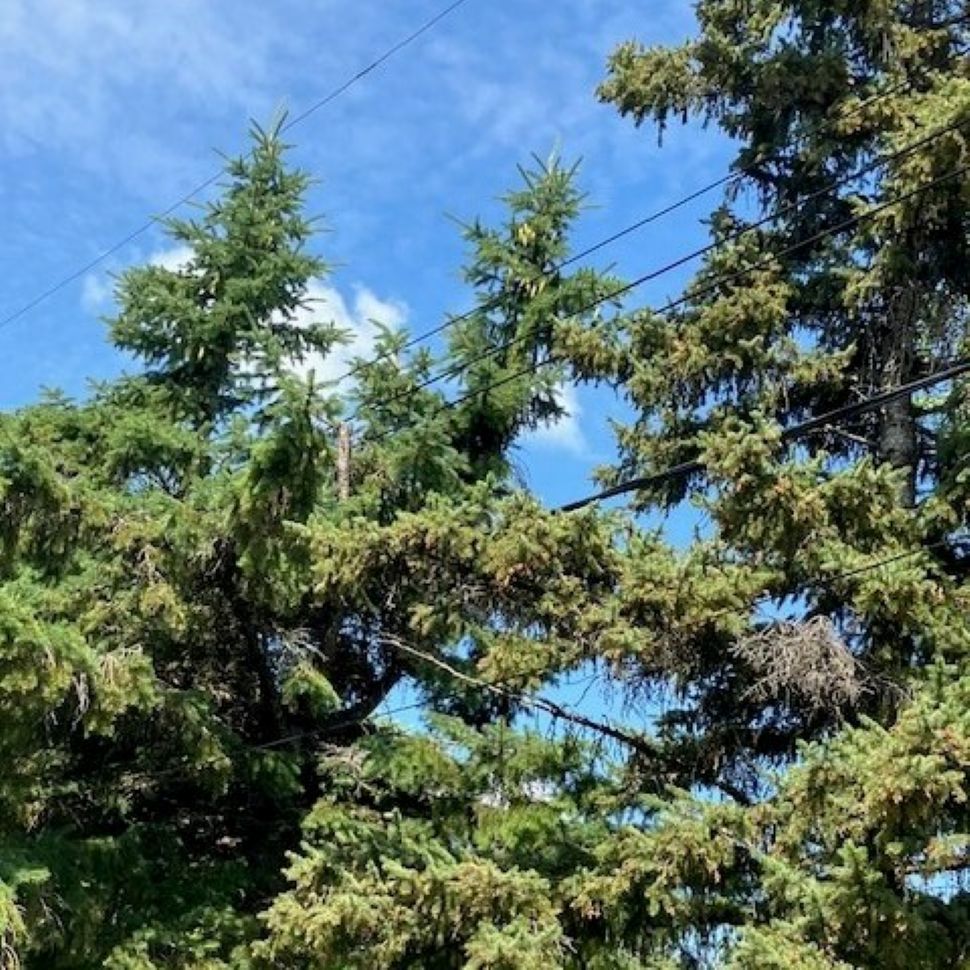 Too close for comfort: Manitoba Hydro ramps up tree trimming to keep ...