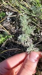 Rangeland Health: Increasers vs Decreasers - StrathmoreNow.com - Local ...