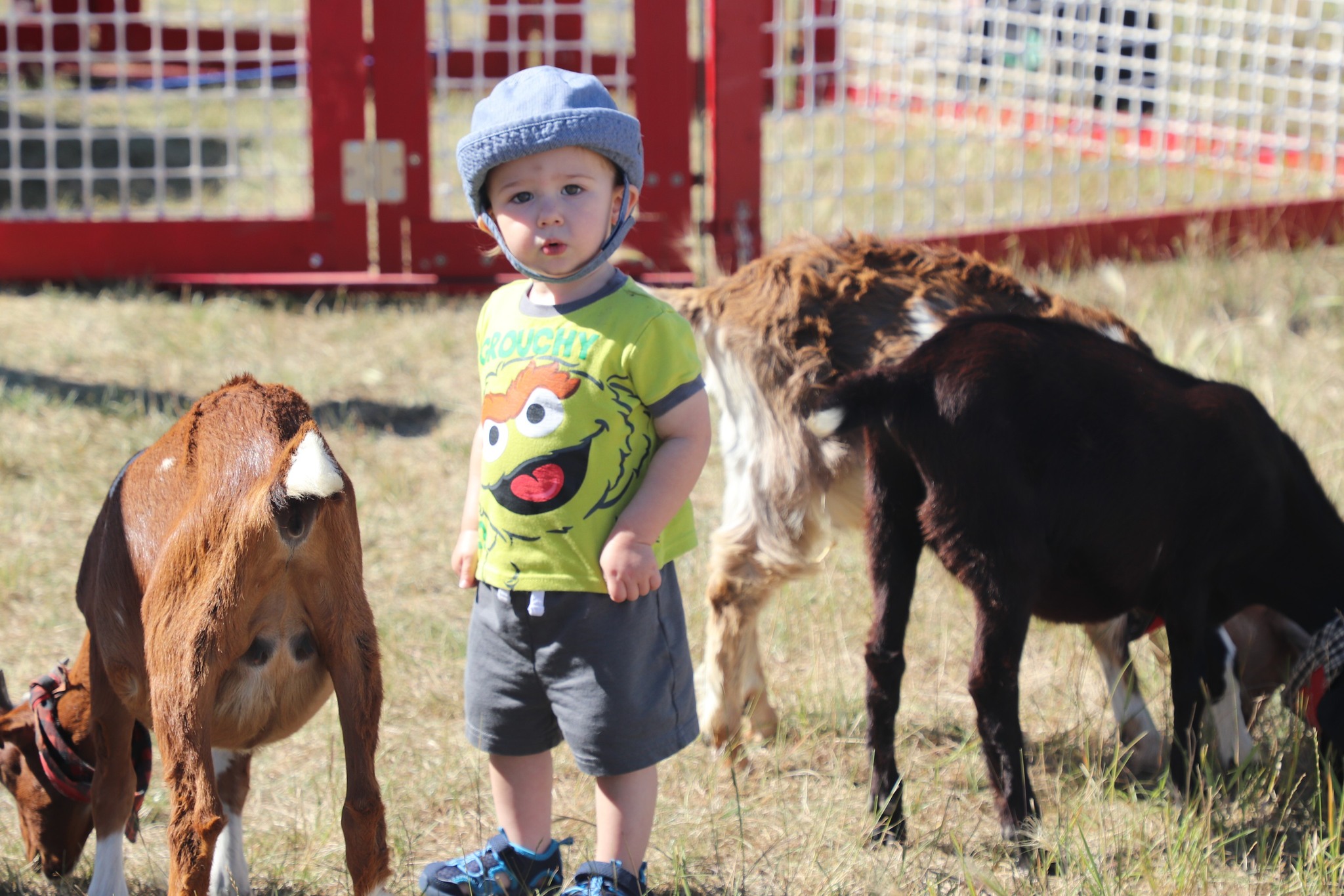 Resident’s Day fun lands in Rocky View County today - CochraneNow ...