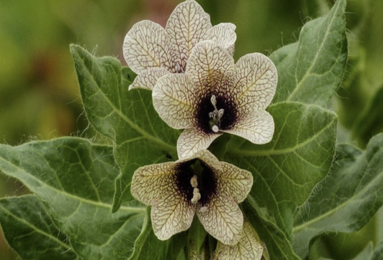 This plant may look intriguing — but Airdrie residents should put it in ...