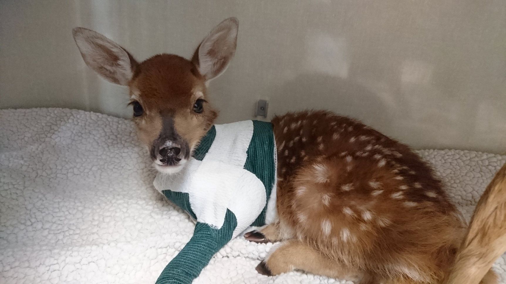 Help transport injured animals: Rescue Society seeks Moose Jaw drivers ...