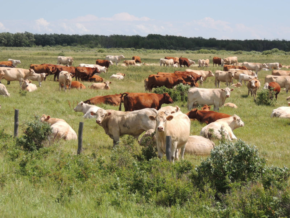 Work continues on livestock inspection services for Manitoba ...