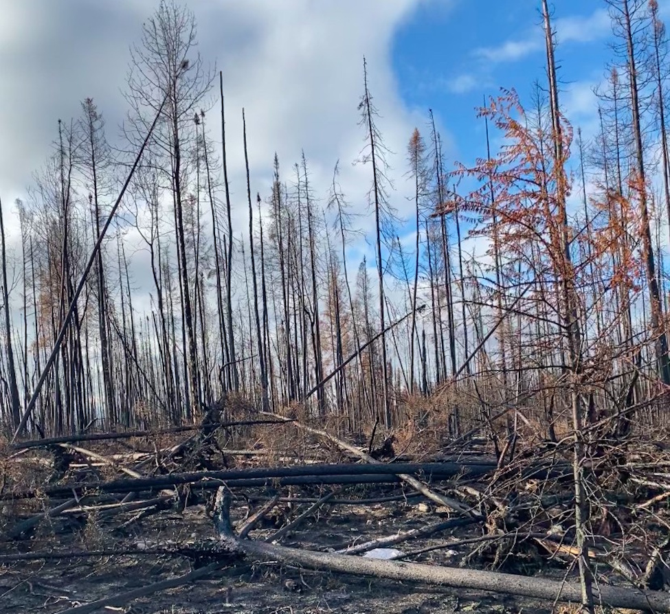 Wildfire risk rises in Kananaskis, Banff at extreme - CochraneNow ...