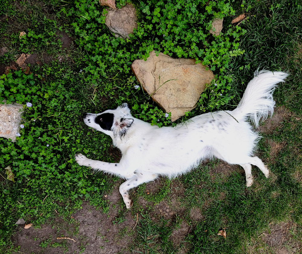 Local pet store has raised over 100,000 for local animal rescue groups ...