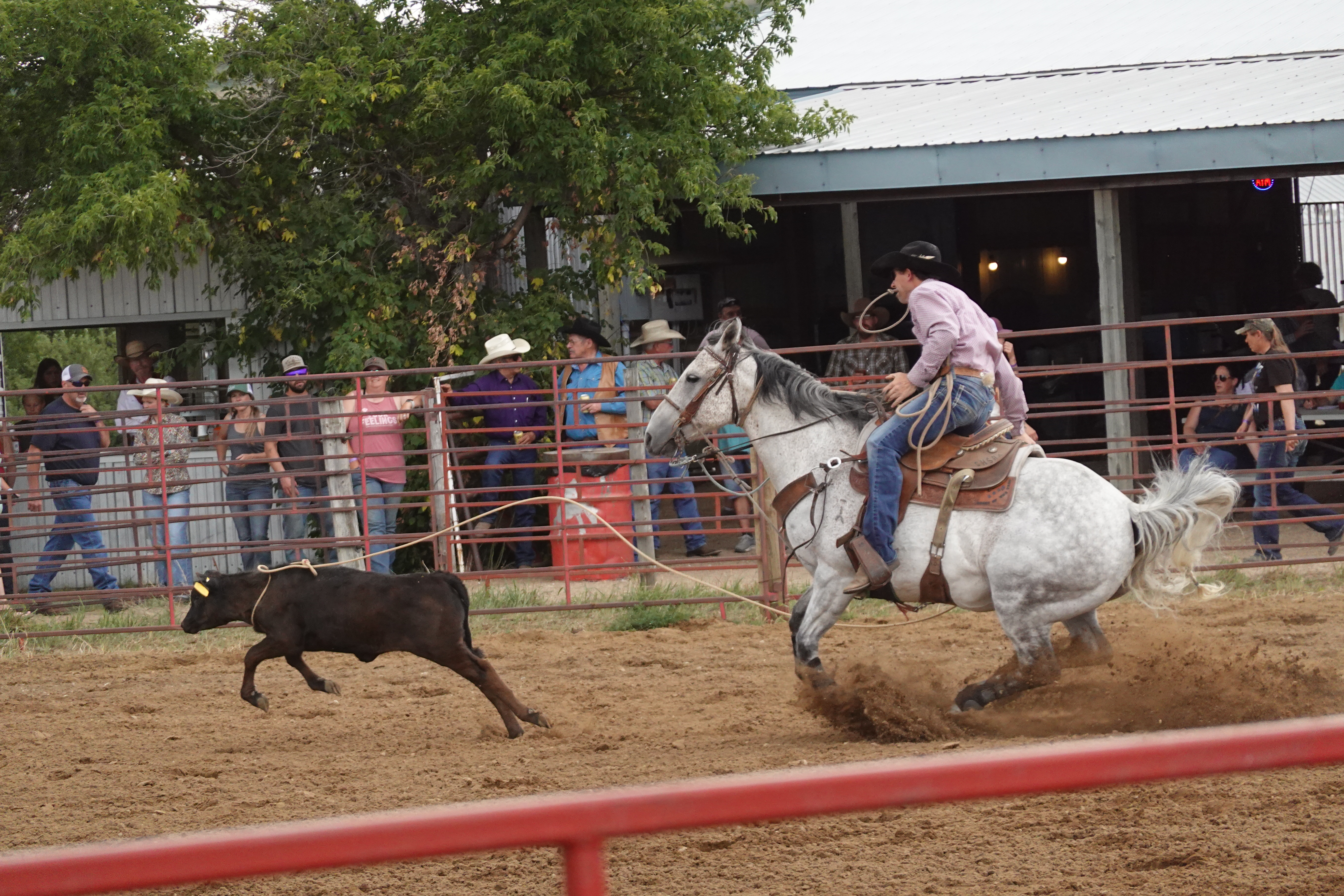 Crowds Flock to Wood Mountain Stampede - SwiftCurrentOnline.com - Local ...