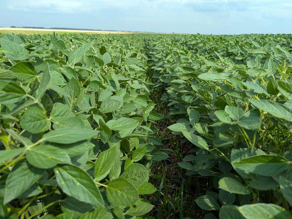 Crops looking good but are thirsty for rain - SteinbachOnline.com ...