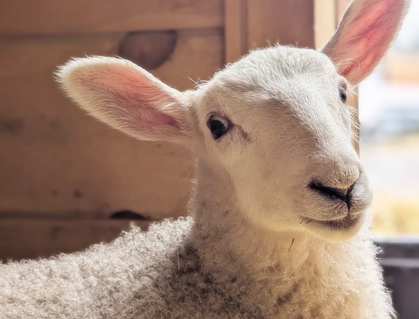 Two Rocky View farms open to public for Alberta Open Farm Days ...