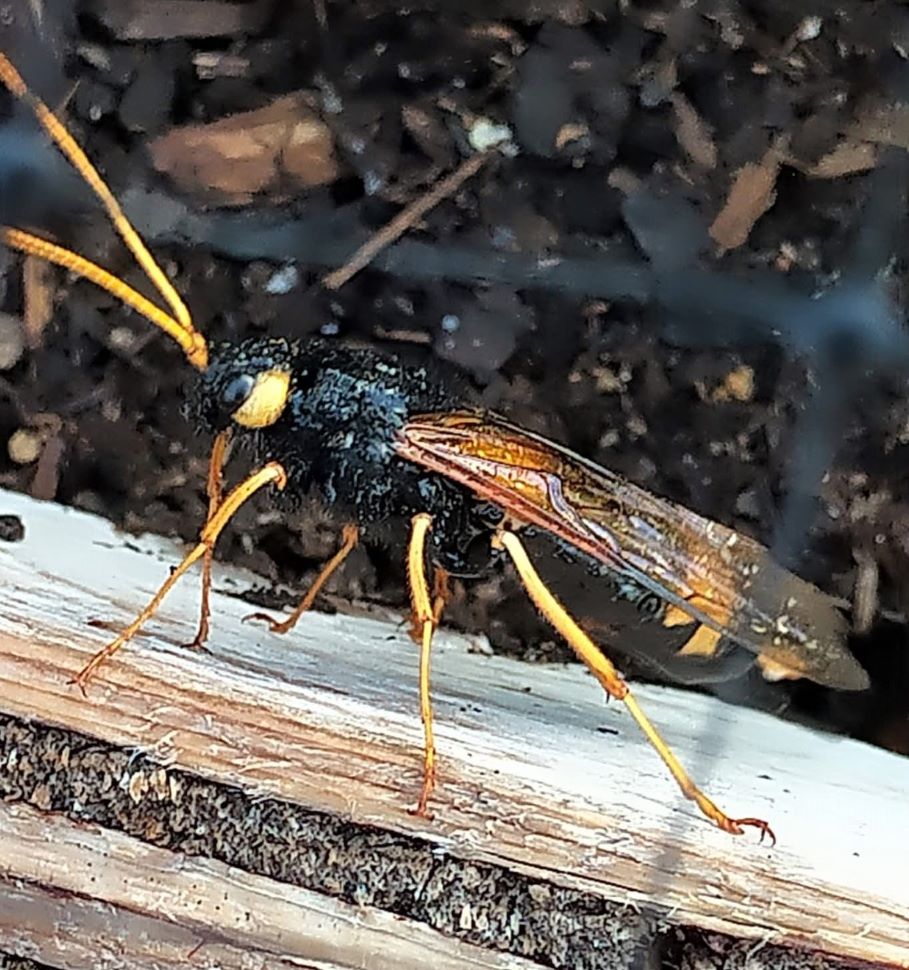 Not just a pest: Wasps are pollinators, predators... part of the ...