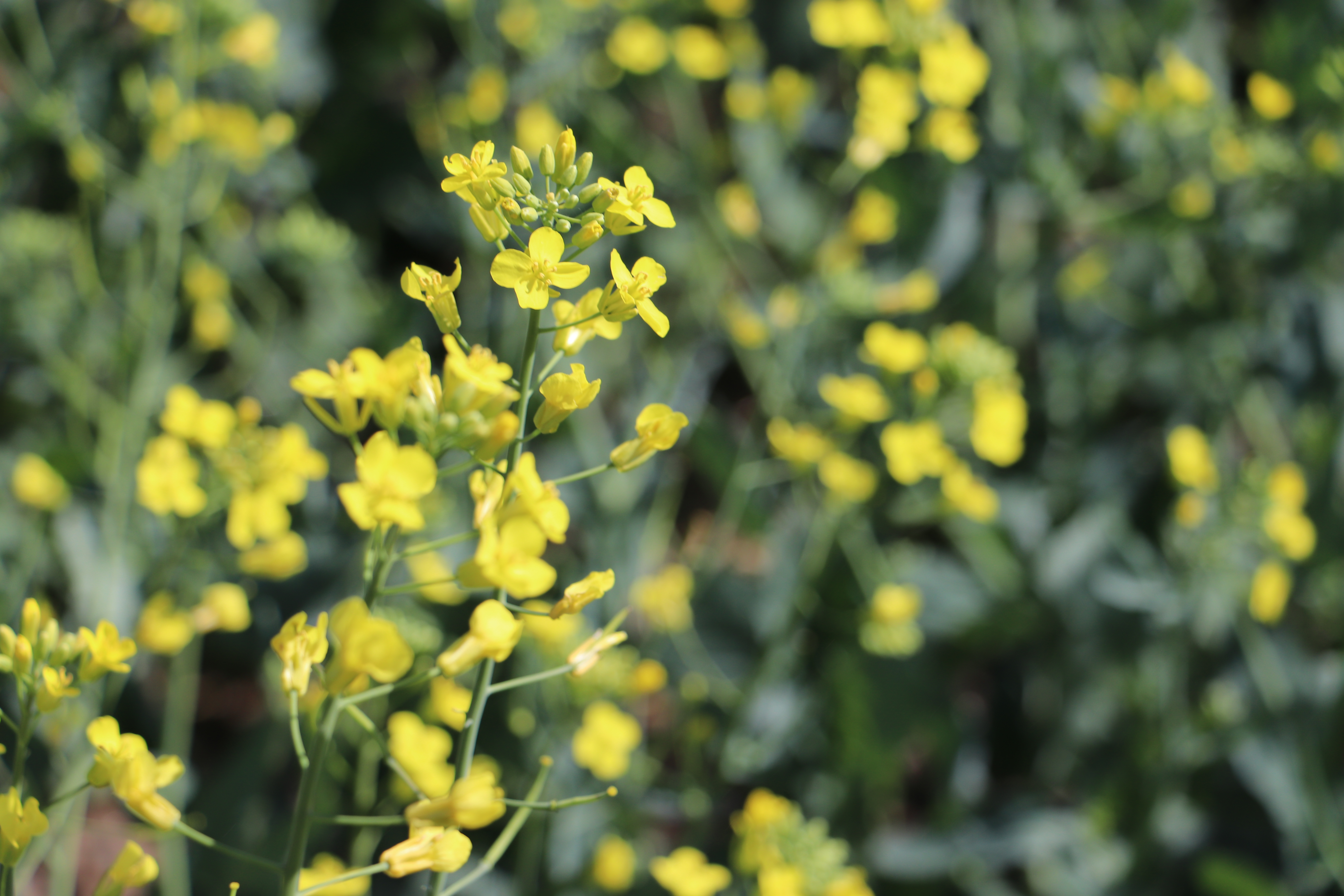 FCC extends support for canola growers - CochraneNow: Cochrane, Alberta ...