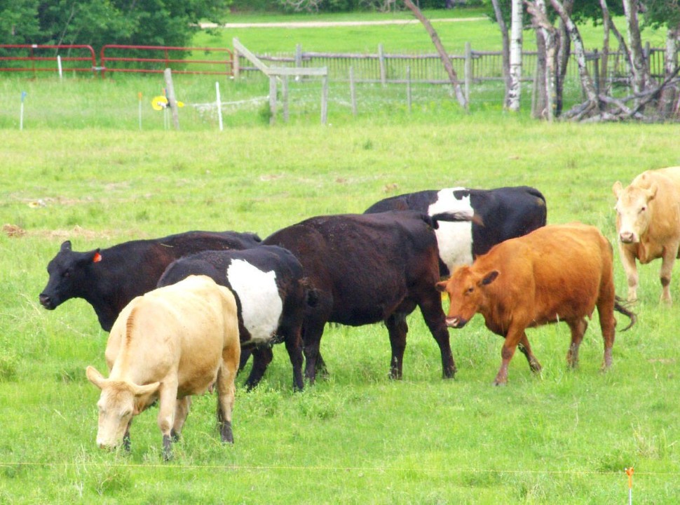 Grazing practices can keep livestock on the right feeding track ...