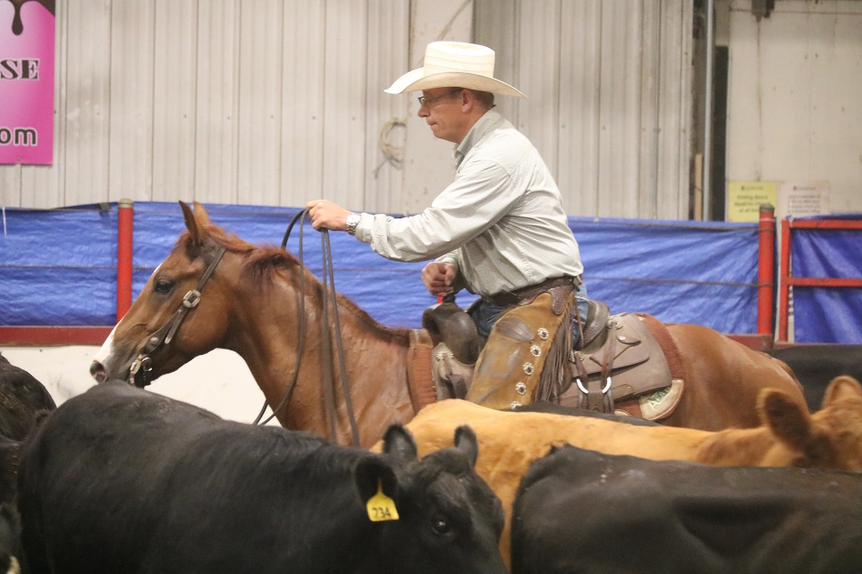 Provincial cutting horse competition taking place at the Golden Mile ...