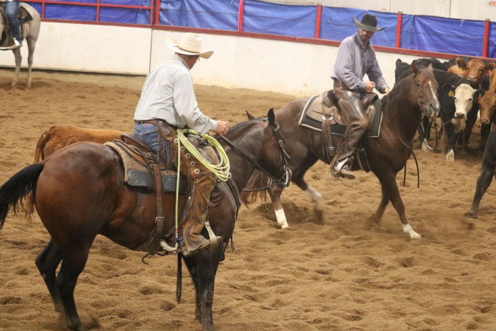 Provincial cutting horse competition taking place at the Golden Mile ...