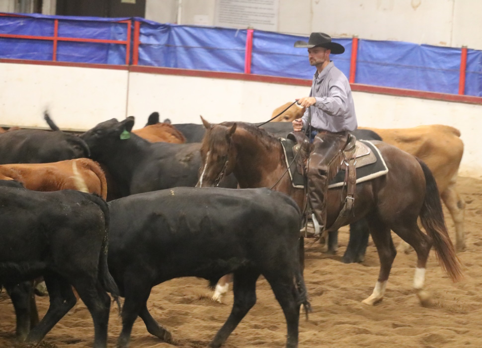 Provincial cutting horse competition taking place at the Golden Mile ...