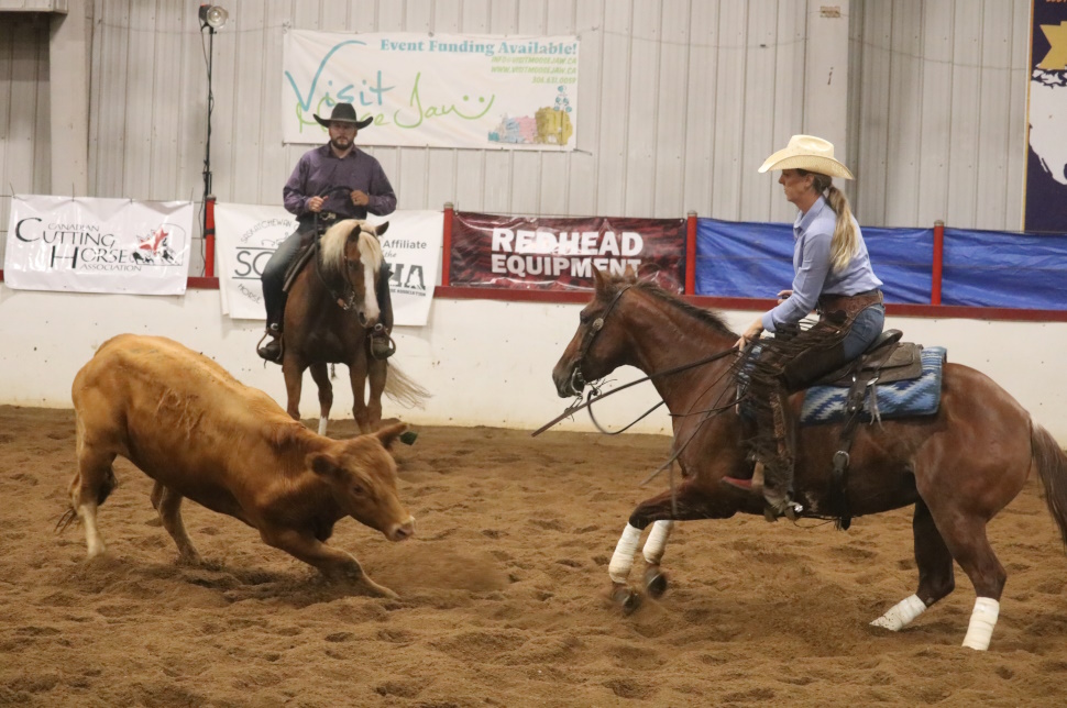 Provincial cutting horse competition taking place at the Golden Mile ...