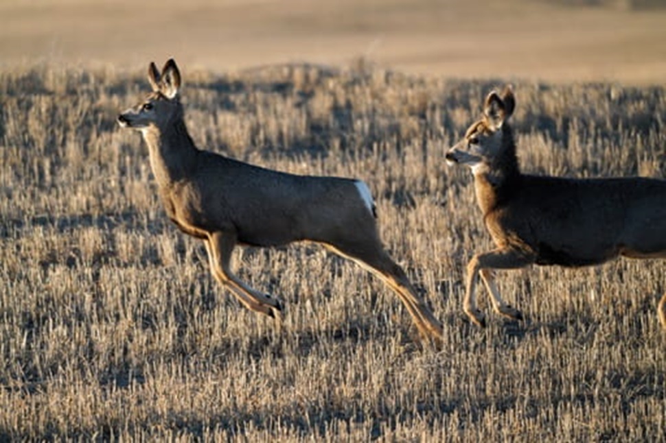Hunters encouraged to prepare for 2025-26 season as Saskatchewan ...