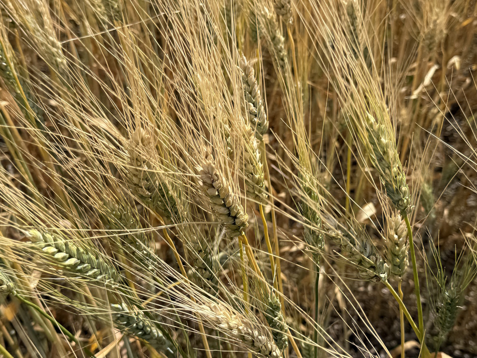 Sask Wheat hosts Think Wheat event in Swift Current ...