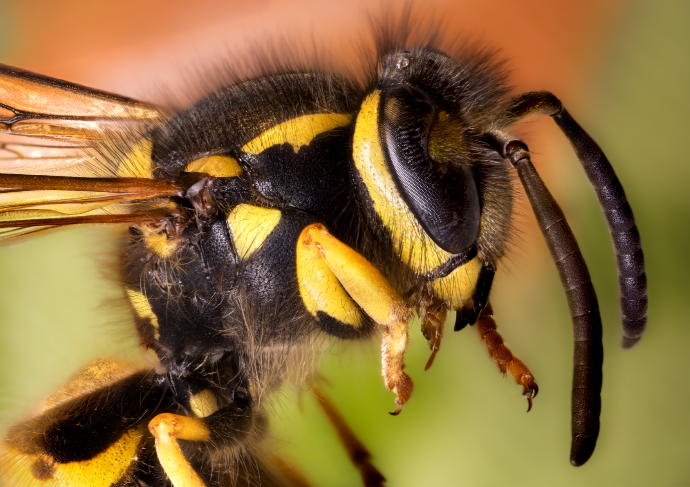Think before you swat: How wasps mark you as a target for the group ...