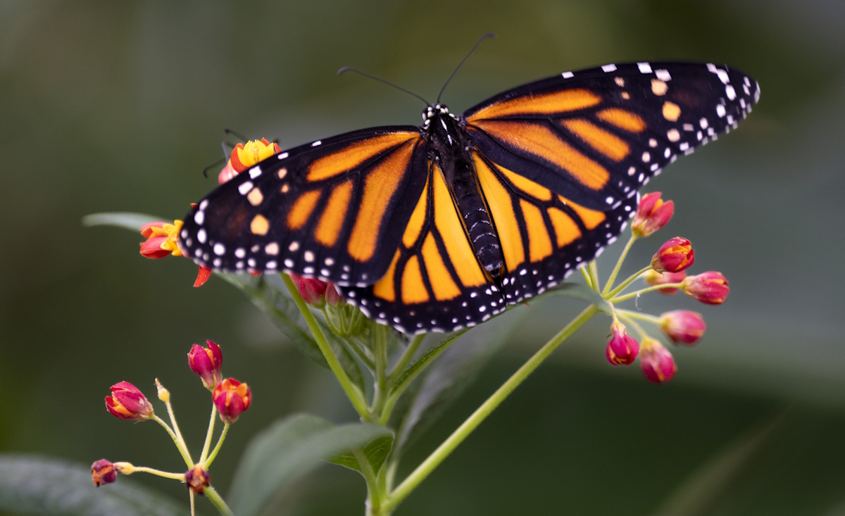 Co-ordinated plan needed to save 'alarmingly low' monarch butterfly ...