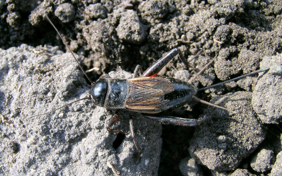 Why you might be hearing more crickets this August - SteinbachOnline ...