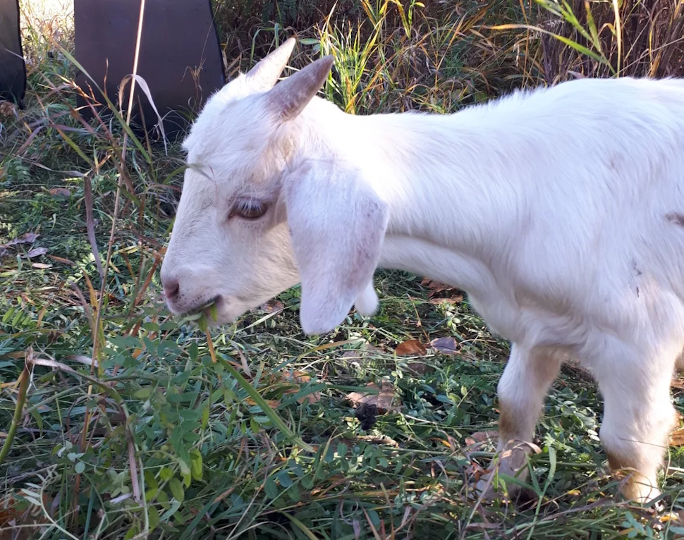 Ellis Nature Centre hosts final farewell for the goats ...