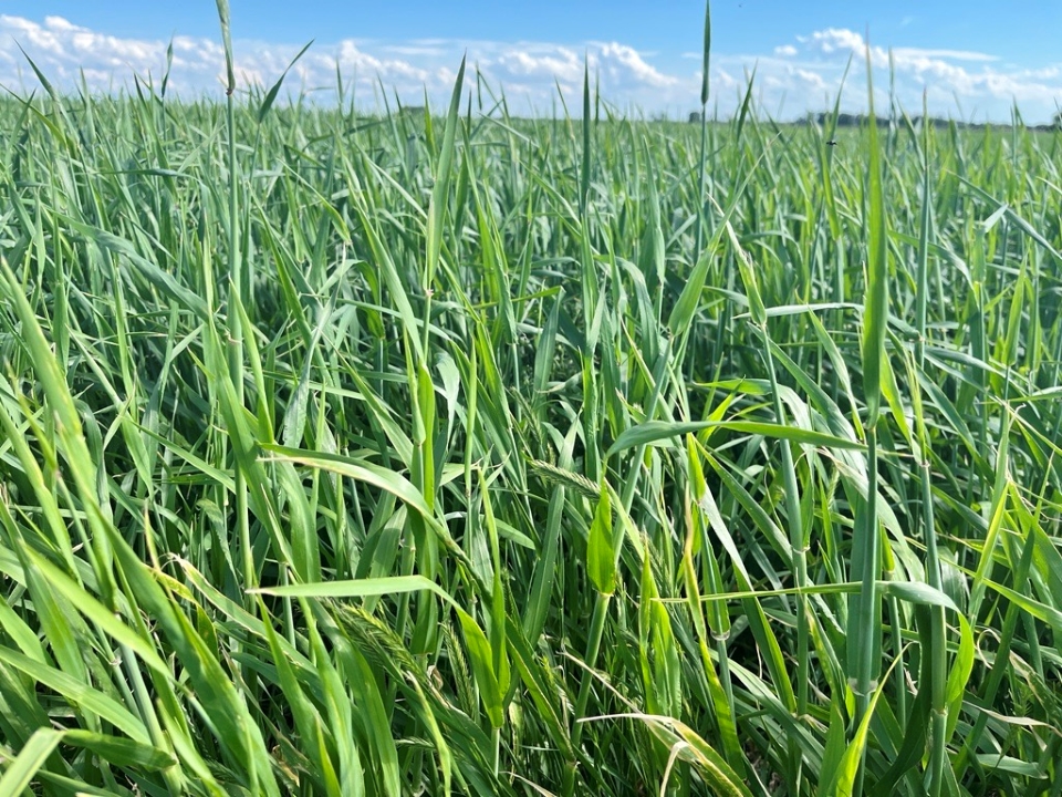 Alberta Grains Commits $600,000 to Support Barley Breeding Through ...