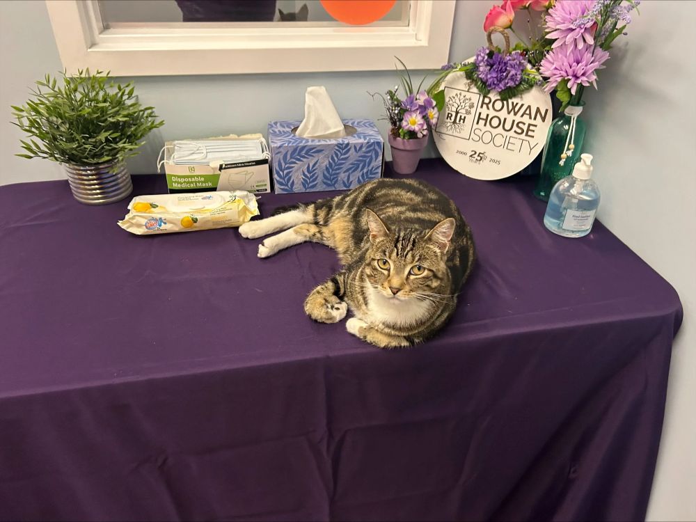 Rowan House Society launches pet-friendly shelter - OkotoksOnline.com ...