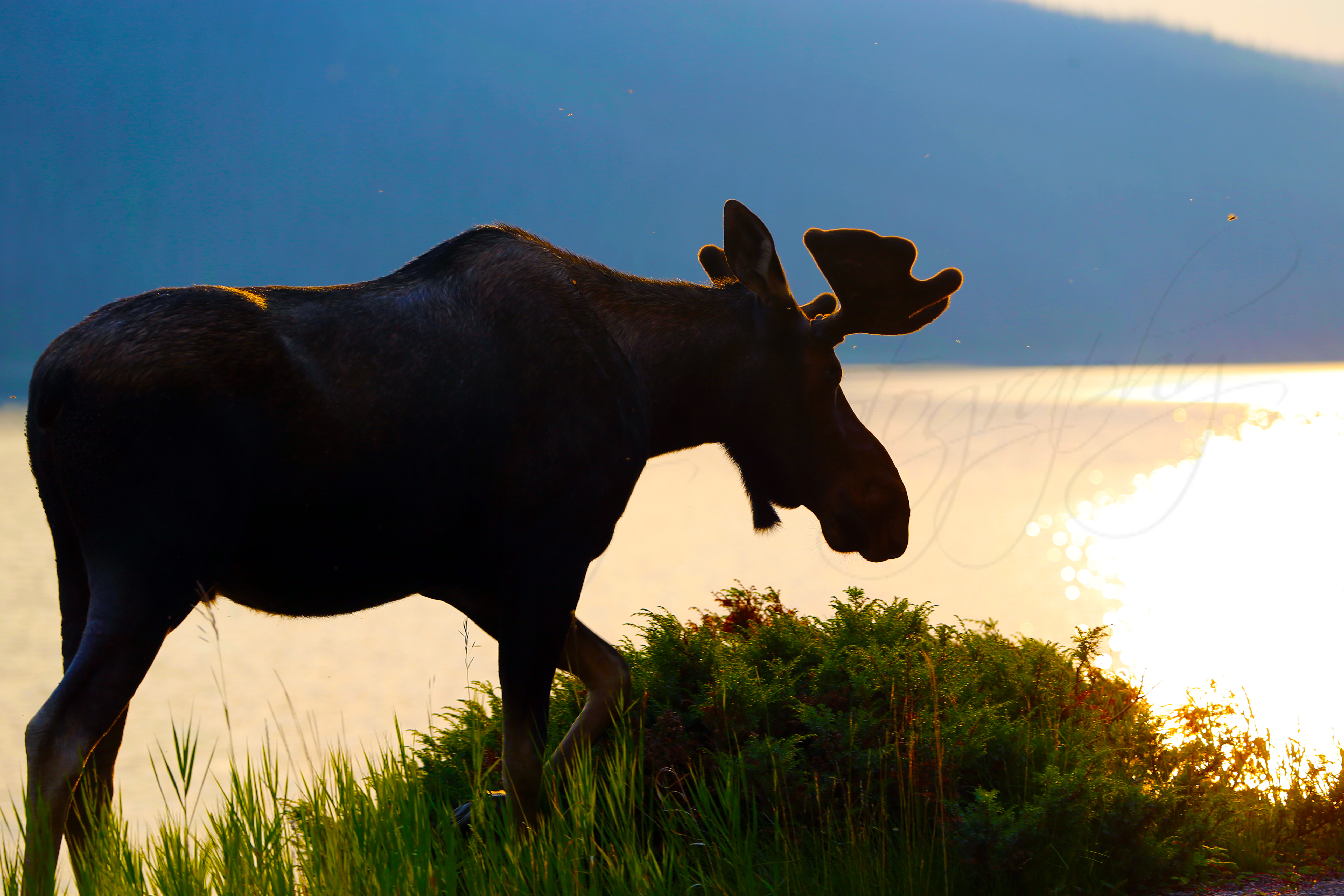 Aggressive moose encounter sparks warning in Kananaskis ...
