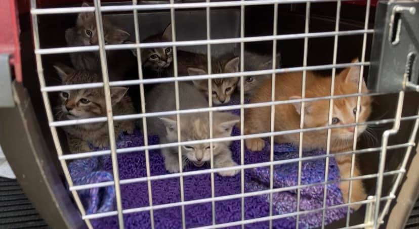 Animal services seeks help as more cats arrive at shelter - CHVNRadio ...
