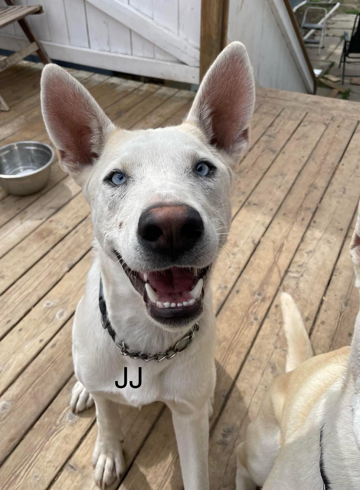 MEET JJ - ALPINE VIEW RESCUED PAWS - StrathmoreNow.com - Local news ...