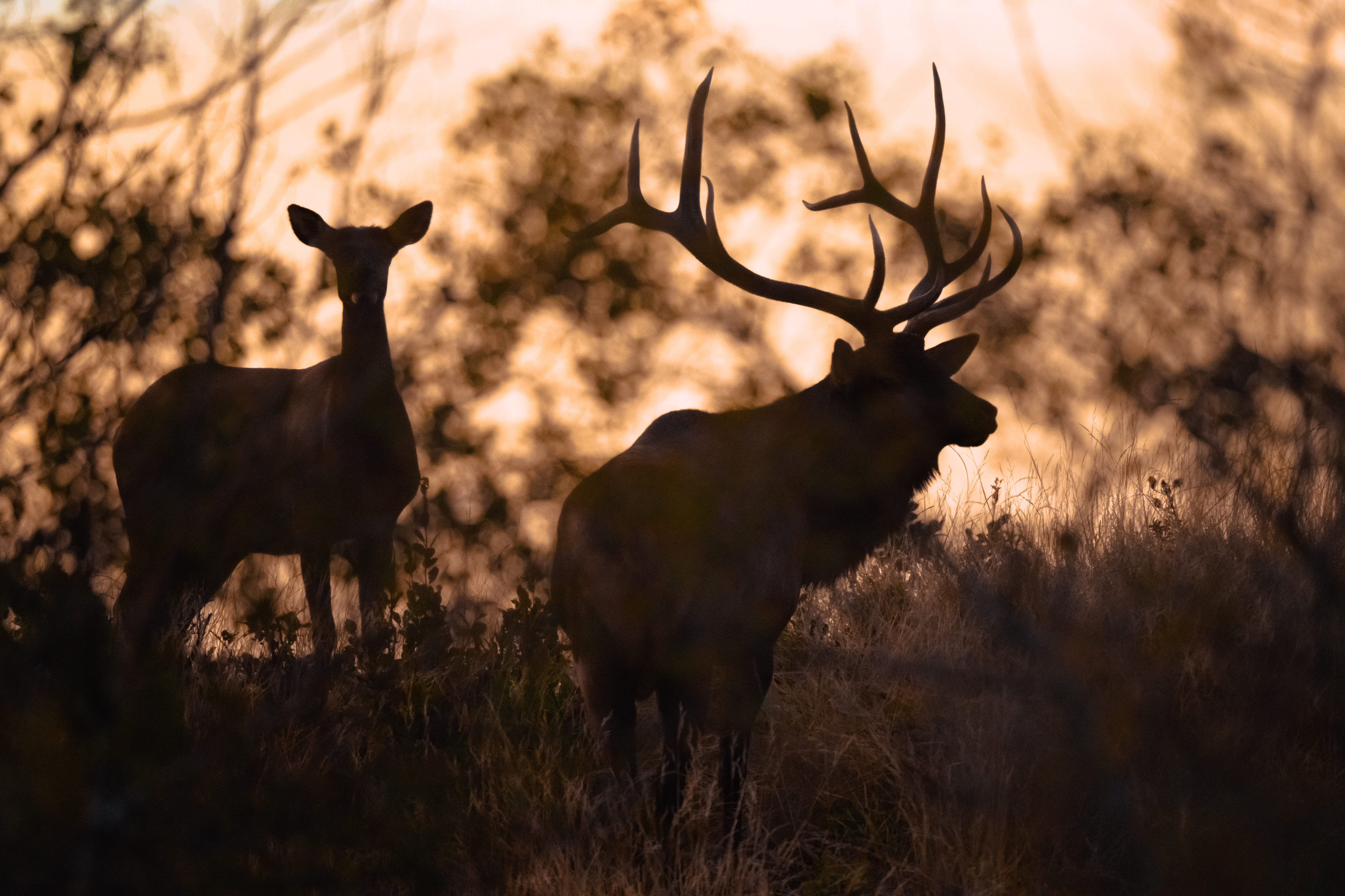 Saskatchewan introduces short-term hunt to manage antlerless elk ...